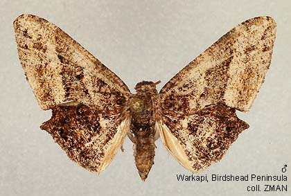 Papua Insects Foundation (Lepidoptera/Uraniidae/Epipleminae/Monobolodes ...
